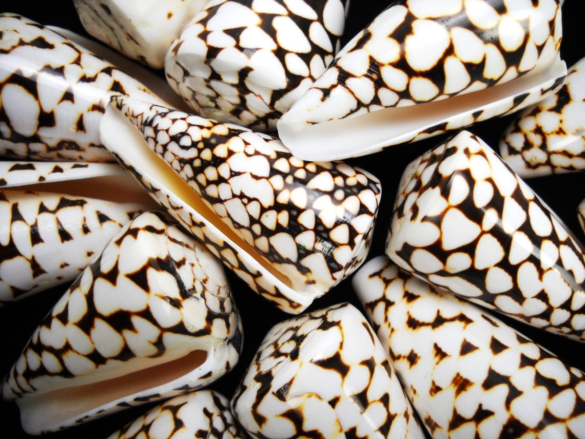 2-3 Inch Marble Cone Shell Seashell Ocean Beach Nautical Hawaii Coastal ...