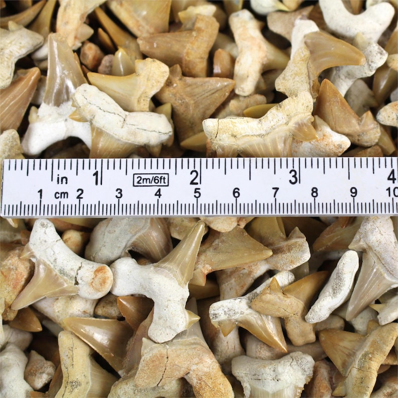 1 to 1.5 Inch Multipack Shark Teeth Otodus Obliquus Natural Dinosaur ...