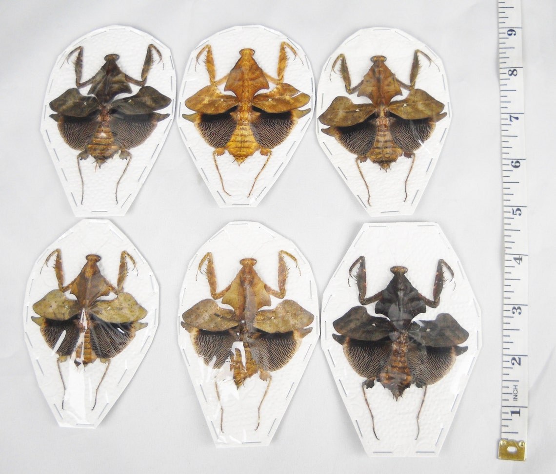 3.5 Real Leaf Mimic Mantis Deroplatys Lobata Spread | Etsy