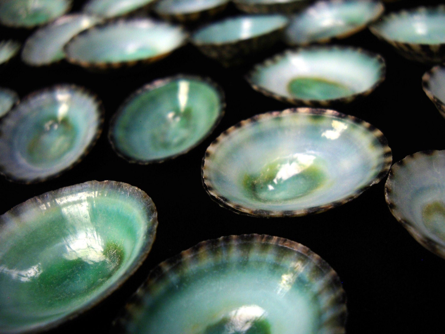 Multipack .5"-1" Green Limpet Shells Seashell Ocean Beach Nautical ...