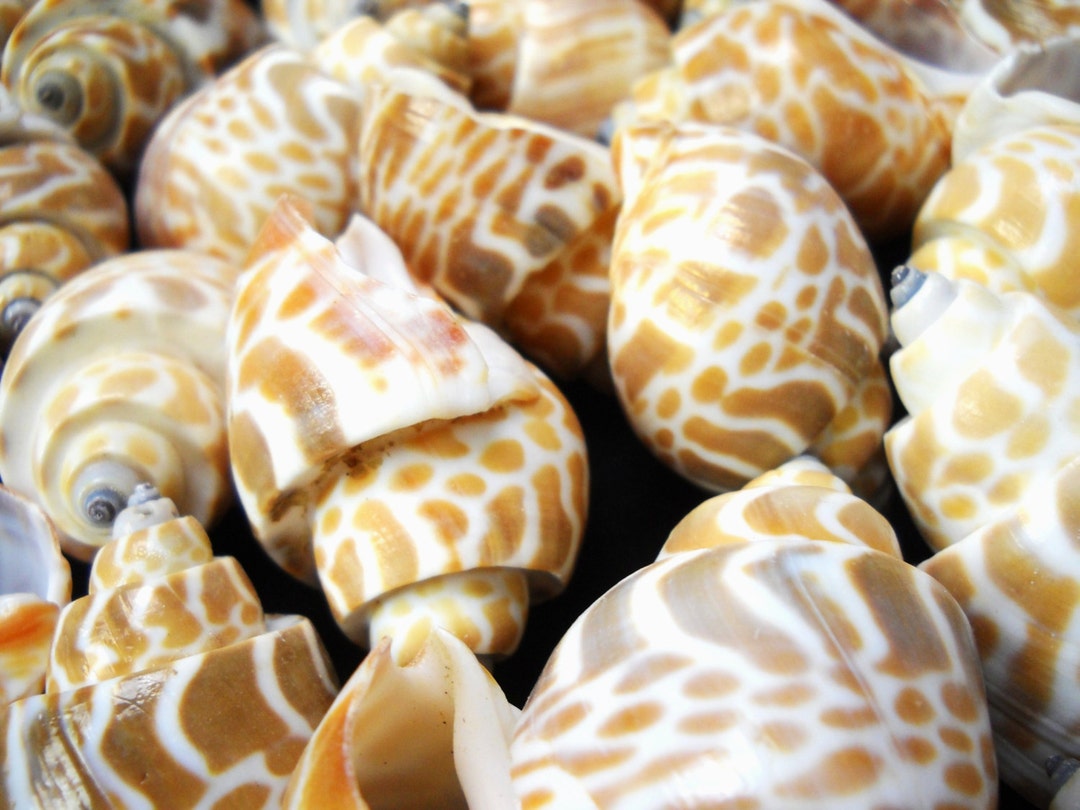 Multipack 1.75"-2" Babylonia Spirata Shell Seashell Ocean Beach ...