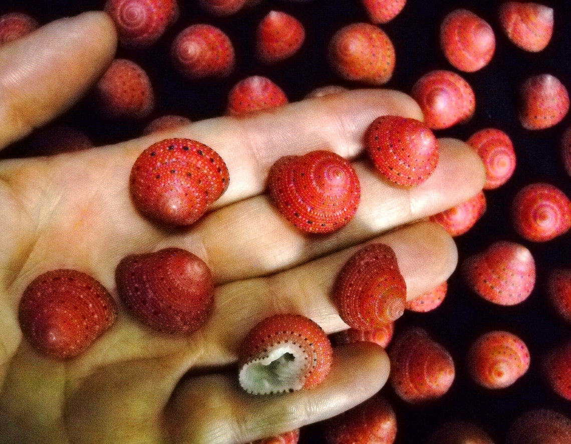 Multipack 3/4" Strawberry Top Shells Seashell Ocean Beach Nautical ...