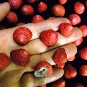 Multipack 3/4" Strawberry Top Shells Seashell Ocean Beach Nautical ...