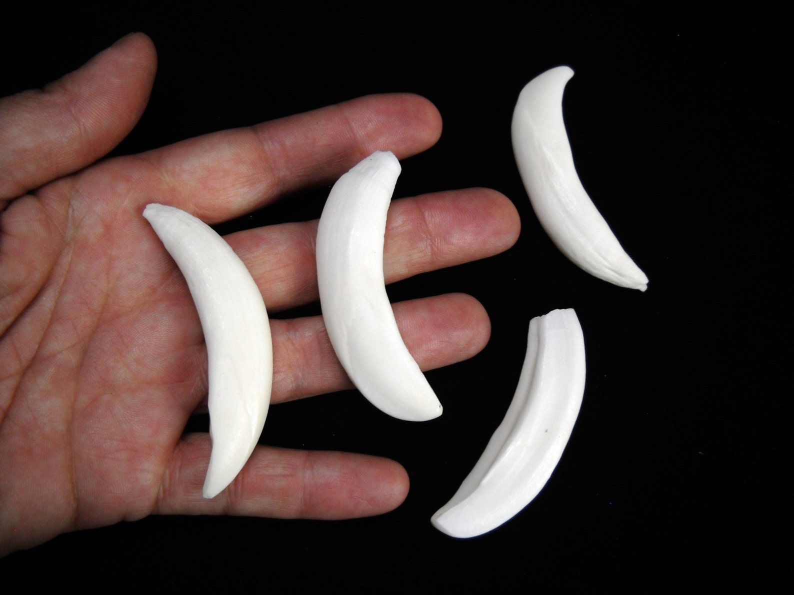 Multipack 2 Boar Pig Fangs MALE Teeth Real Bone Tooth - Etsy