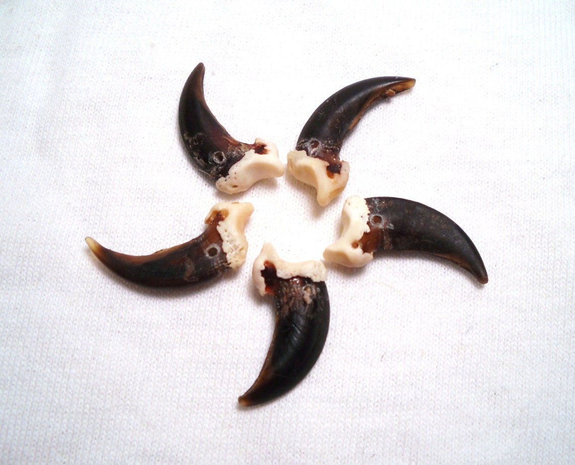 Multipack Coyote Claws Drilled Real Bone Taxidermy Genuine Etsy