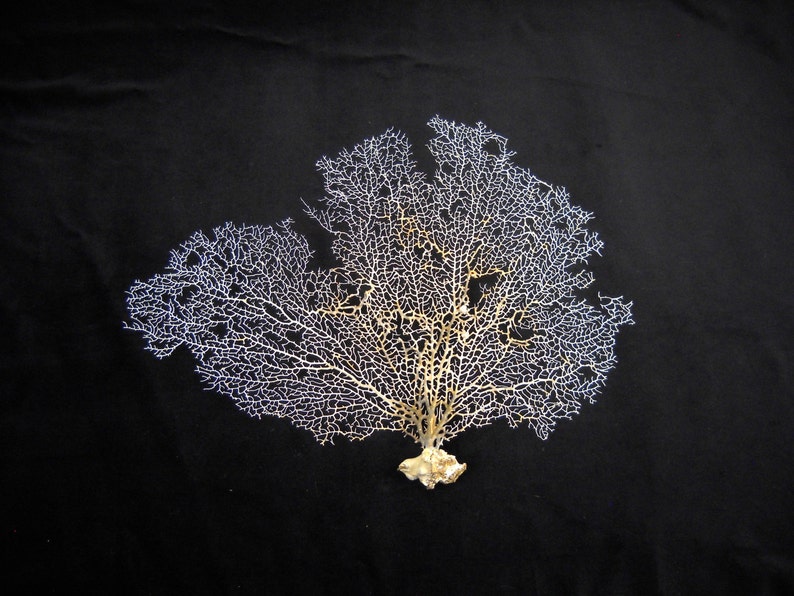 7-10 White Sea Fan Natural Sea Life Ocean Beach Nautical - Etsy