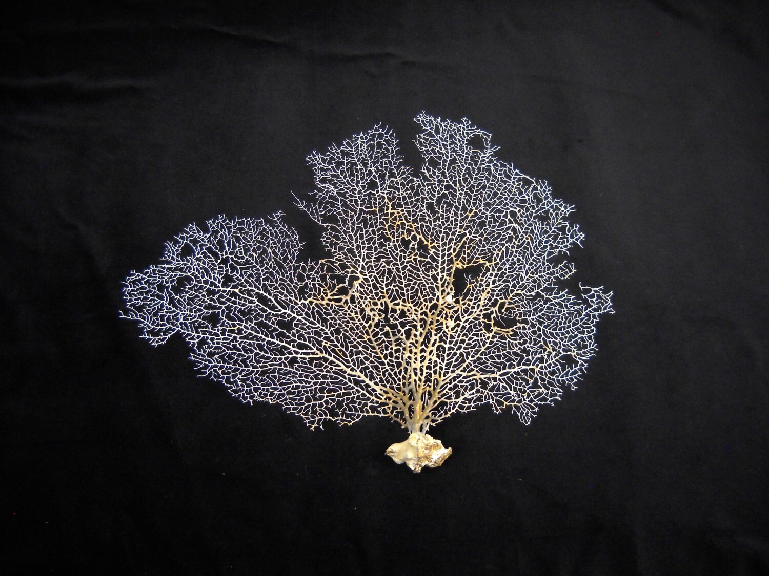 7-10 White Sea Fan Natural Sea Life Ocean Beach Nautical - Etsy