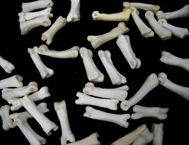 Multipack DRILLED .75"-1" Coyote Toes Real Bone Knucklebone Taxidermy ...