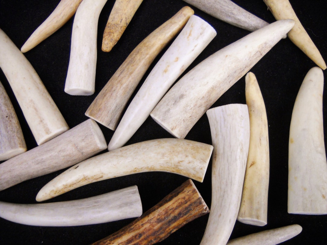 Multipack 2.25-3" Antler Tips Real Deer Bone Taxidermy Pendant Necklace ...