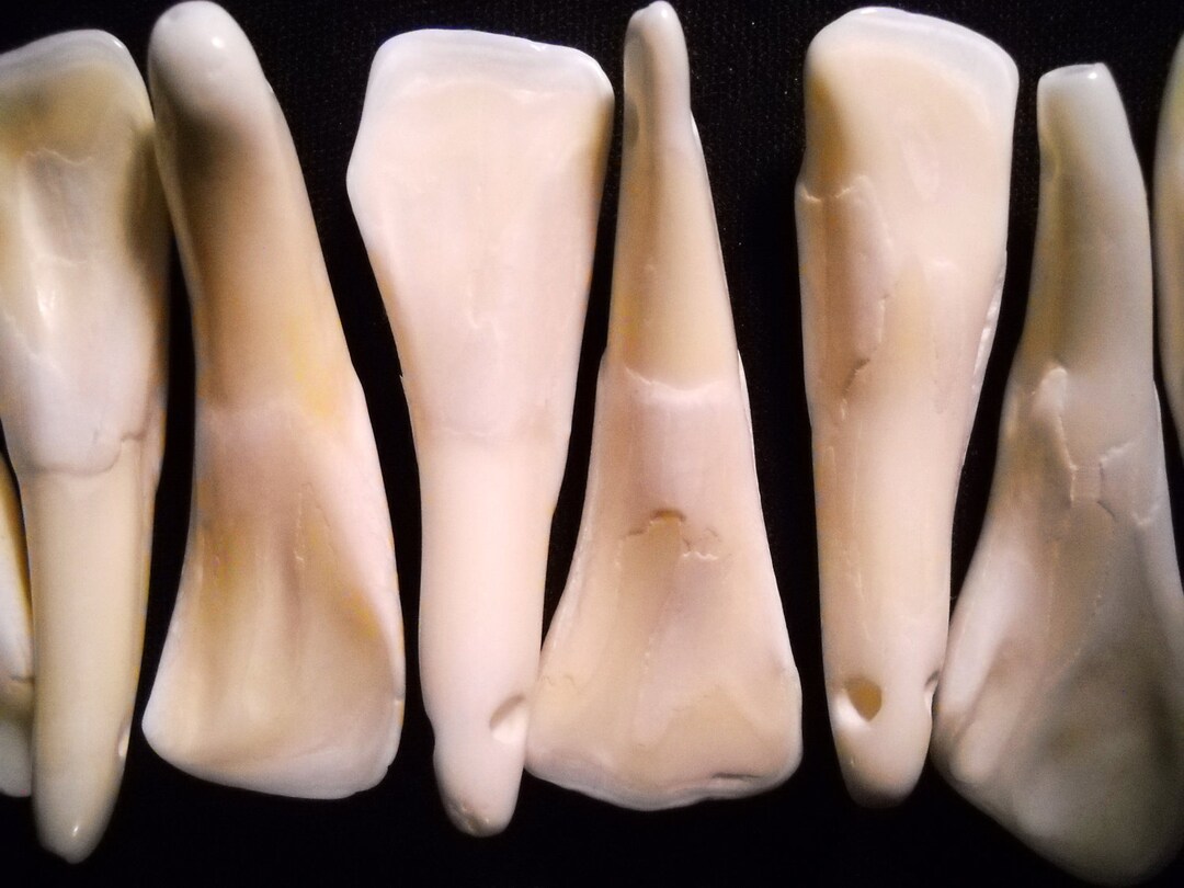 5 Real Bone Water Buffalo Teeth Taxidermy Genuine Tooth Bones Pendant ...