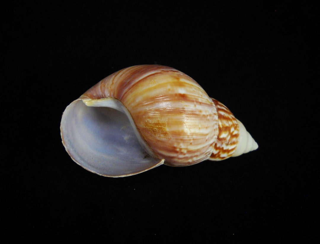 Multipack 1.5"-2.5" Japanese Land Snail Shell Seashell Mouth Opening ...