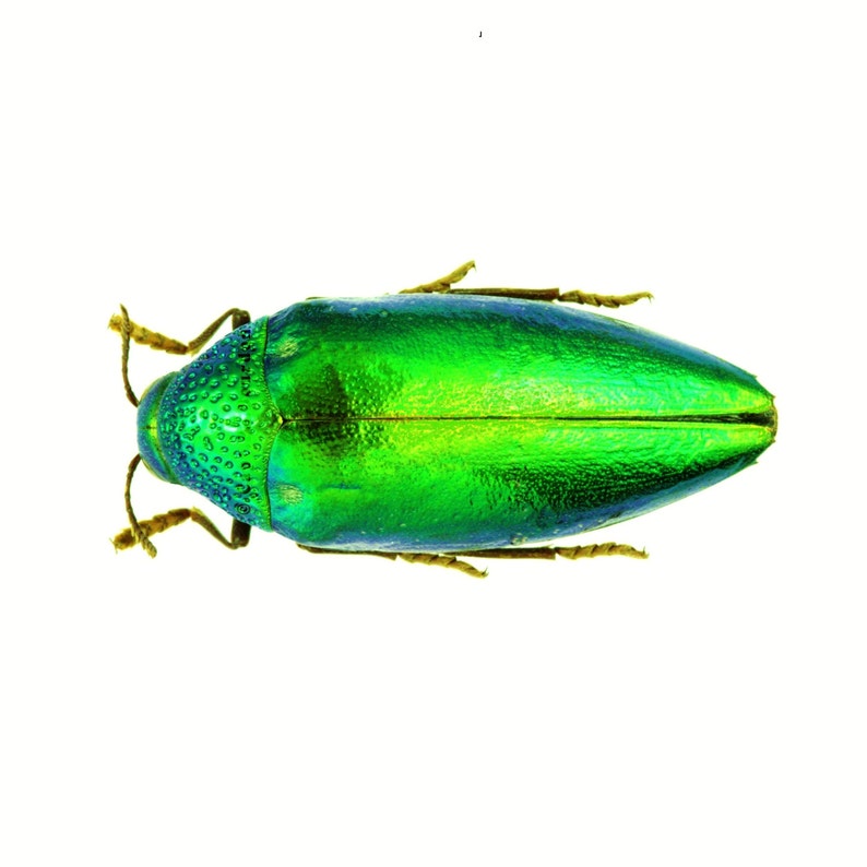 1.5 Real Jewel Beetle Sternocera Ruficornis Iridescent - Etsy