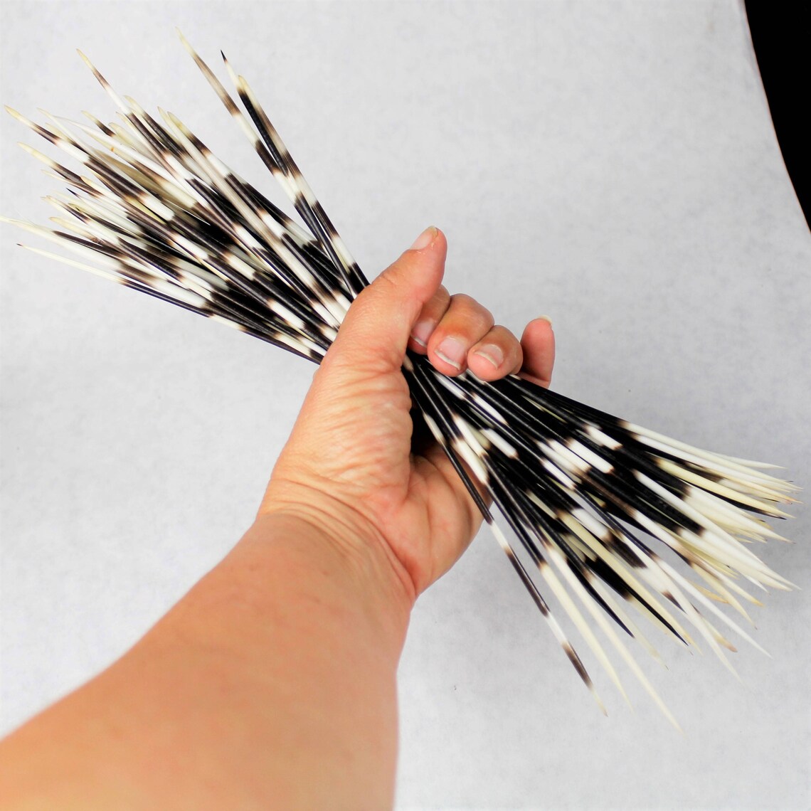 Multipack 10-12" THIN Porcupine Quills Needles for Quillwork, Art ...