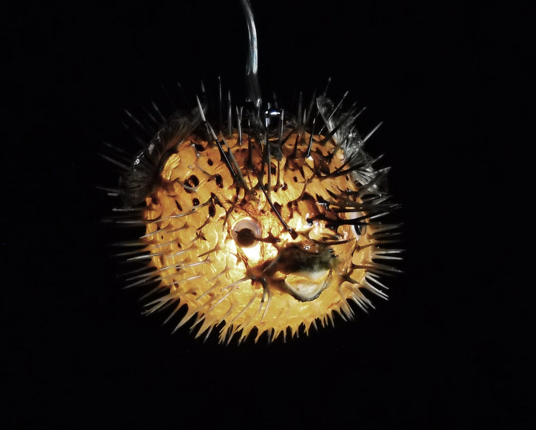5-6" Hanging Light Puffer Fish Real Blowfish Lamp Taxidermy Animal ...