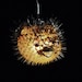7-10" Hanging Light Puffer Fish Real Blowfish Lamp Taxidermy Animal ...