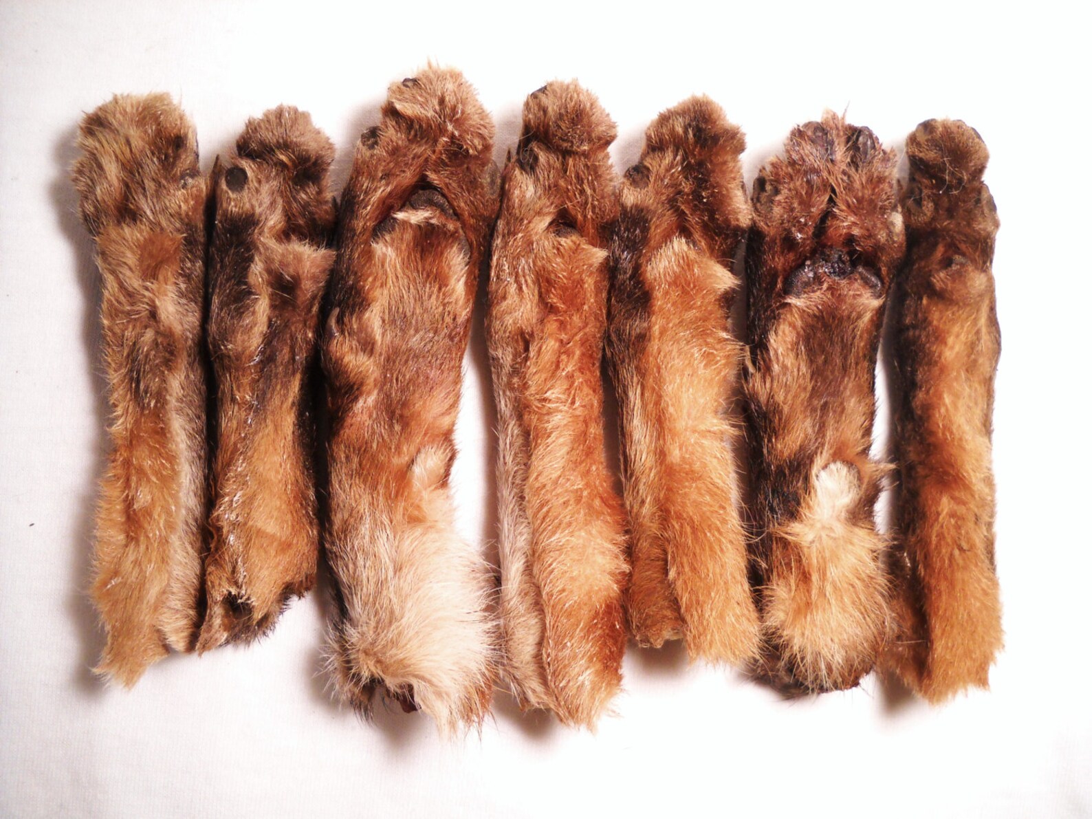 Real Red Fox Foot Paw Taxidermy Small Bones Claws and Skin - Etsy