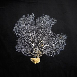 7-10" White Sea Fan Natural Sea Life Ocean Beach Nautical Theme Hawaii ...
