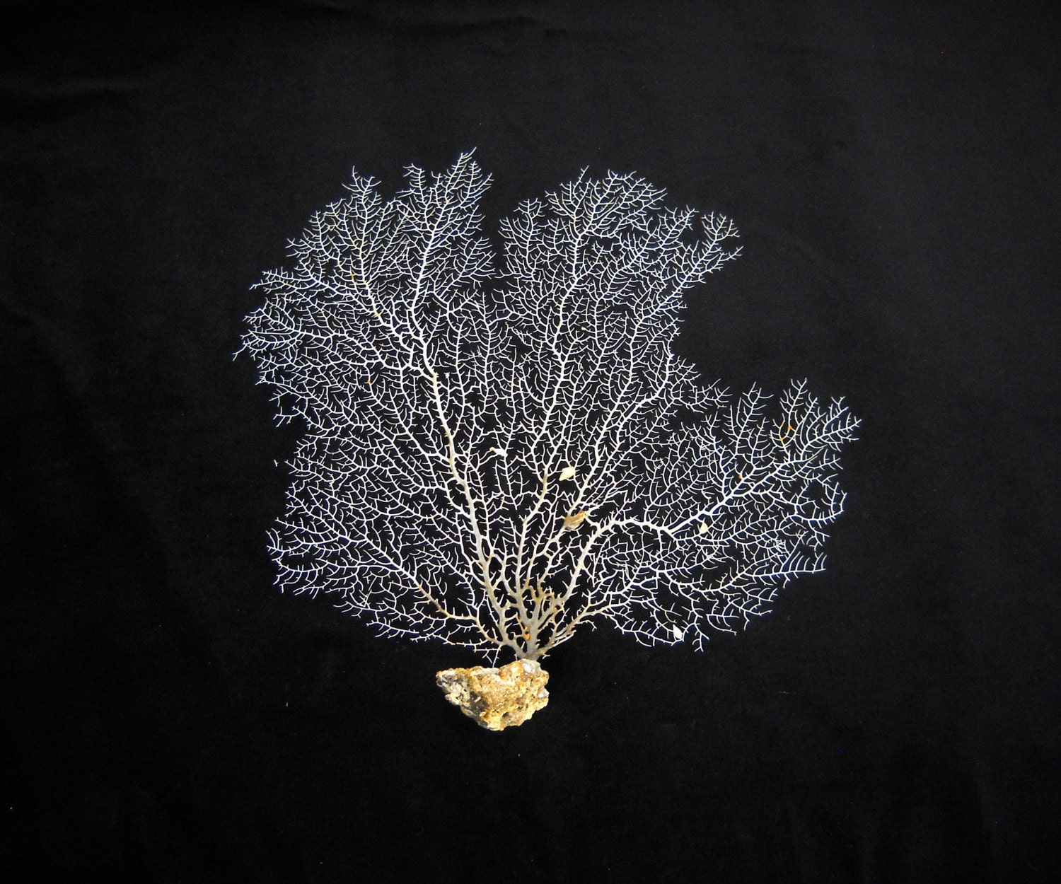 7-10 White Sea Fan Natural Sea Life Ocean Beach Nautical - Etsy