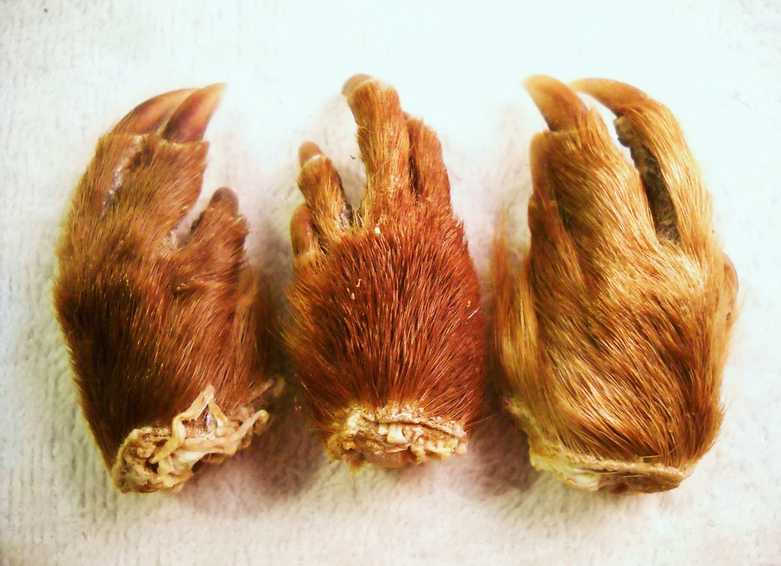 Real Beaver Foot Paw Taxidermy Small Bones Claws and Skin | Etsy