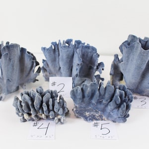 4"-8" Blue Coral Natural Color Sea Life Ocean Beach Nautical Hawaii ...