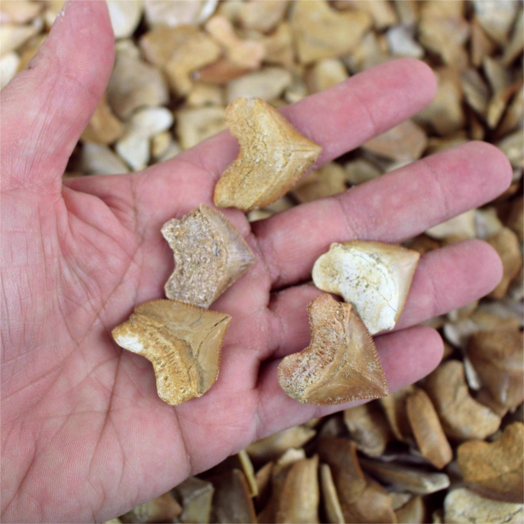 1/2 to 1 1/2 Inch Multipack Crow Shark Teeth Squalicorax Natural ...