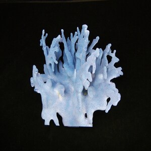 4"-8" Blue Coral Natural Color Sea Life Ocean Beach Nautical Hawaii ...