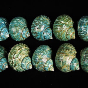 3.5"-4" Turbo Shell Polished Jade Green Seashell Mouth Opening Sizes ...