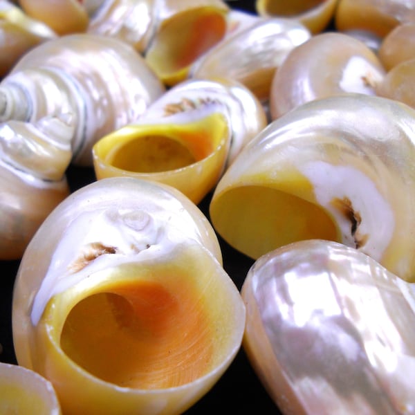 Hermit Crab Shell - Etsy