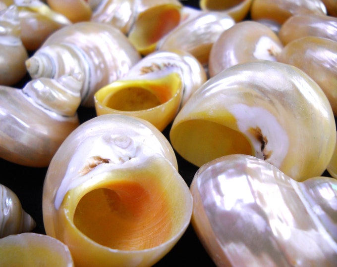 Multipack 1.752.5 Gold Mouth Turbo Shell Mouth Opening Size Approx 3/4 ...