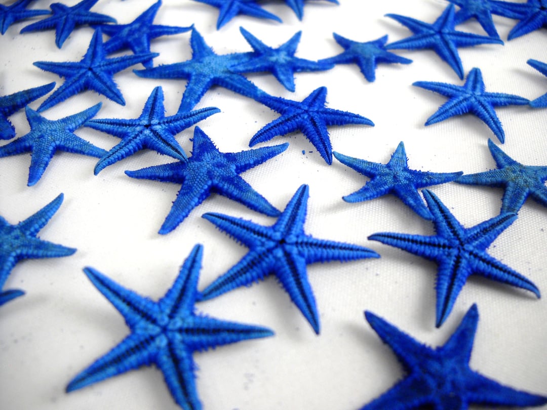 Multipack Blue Tiny Starfish 1/2-1" Bulk Order Sea Life Ocean Beach ...