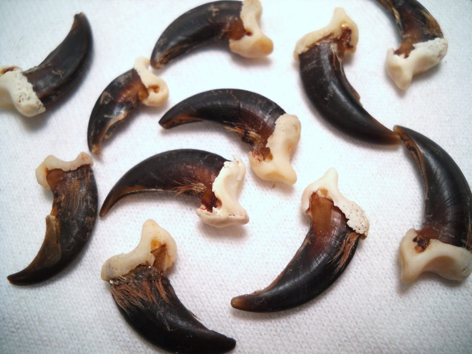 Multipack Coyote Claws WHOLE Real Bone Animal Taxidermy - Etsy