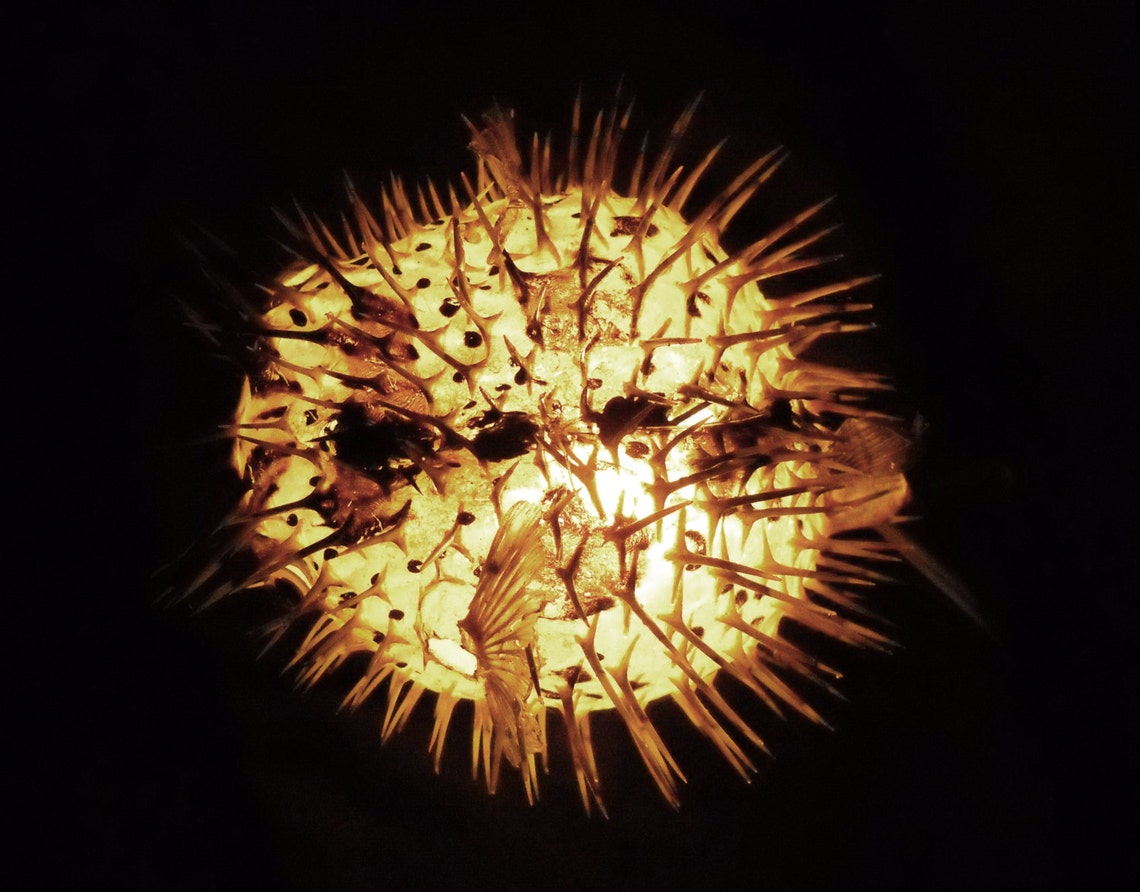 5-6" Hanging Light Puffer Fish Real Blowfish Lamp Taxidermy Animal ...