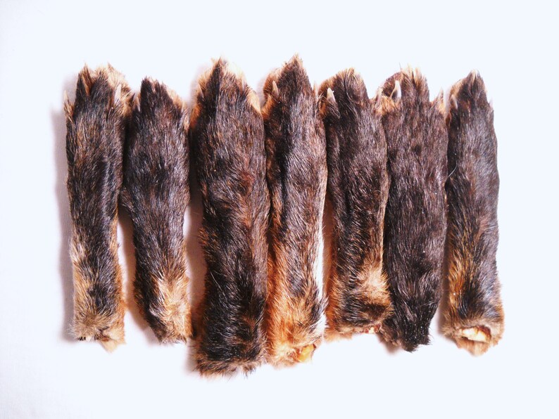 Real Red Fox Foot Paw Taxidermy Small Bones Claws and Skin - Etsy