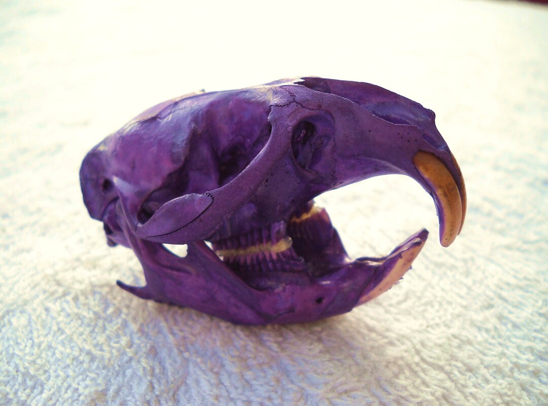 Taxidermy Royal Purple Rat Real Bone Animal Skull Muskrat Bones - Etsy
