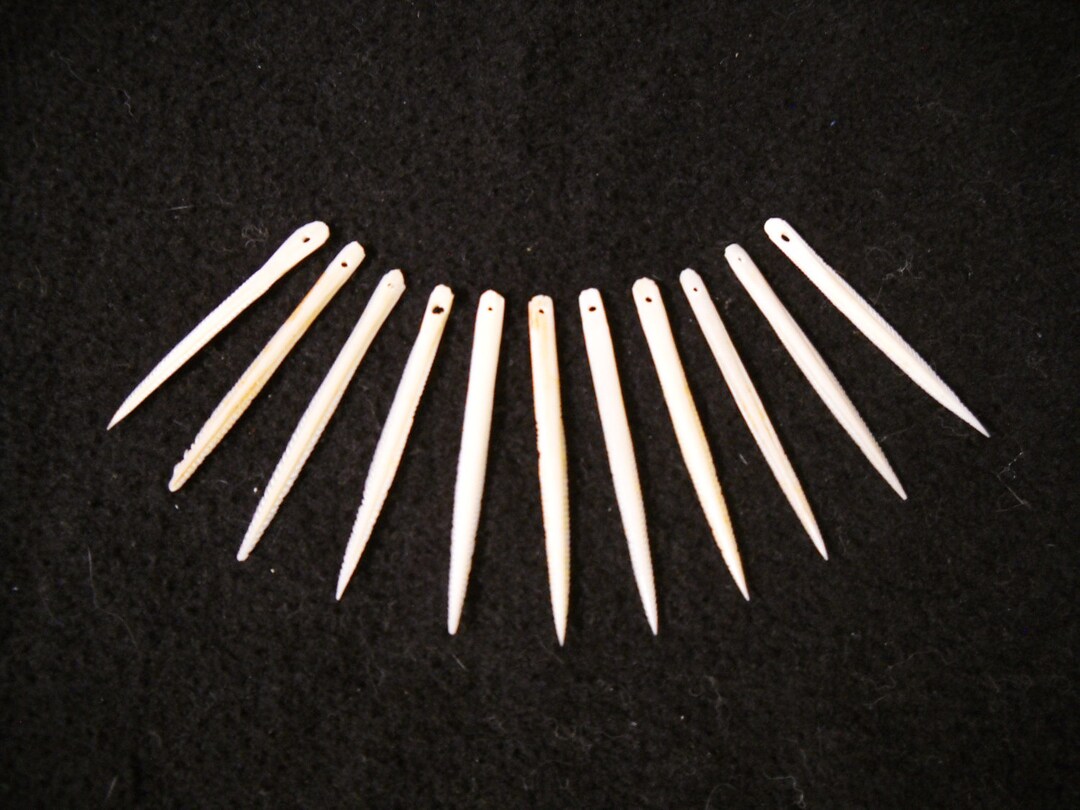 Multipack DRILLED Stingray Barbs Real Bone Taxidermy Genuine Bones Hole ...