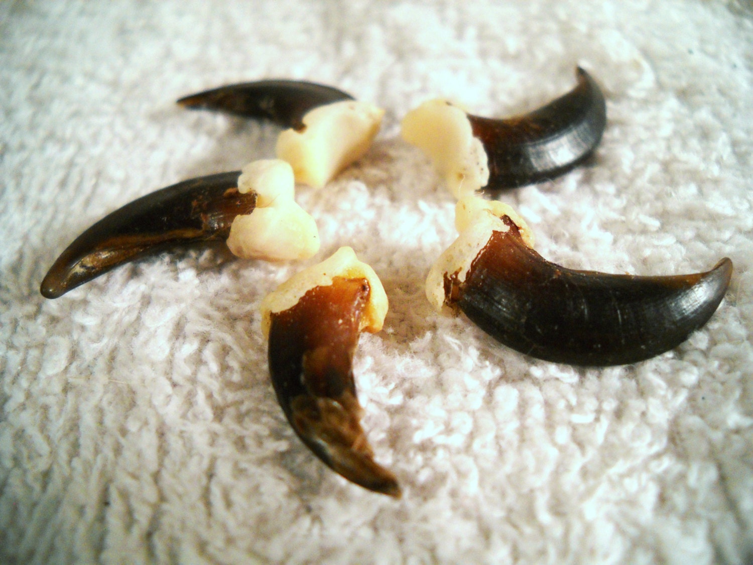 15 Coyote Claws Real Bone Taxidermy Genuine Bones | Etsy