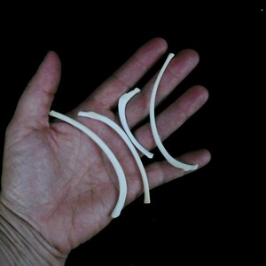 Multipack 2"-4" Raccoon Ribs Real Bone Taxidermy WHOLE Rib Bones - Etsy