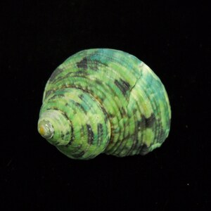 Multipack 1.5"-2" Turbo Shell Jade Green With Mouth Opening Sizes About ...