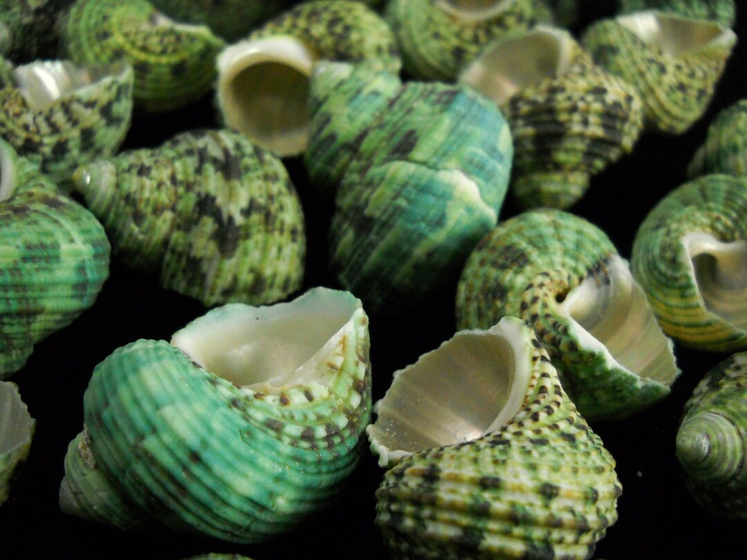 Multipack 1.5"-2" Turbo Shell Jade Green With Mouth Opening Sizes About ...