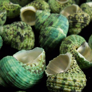 Multipack 1.5"-2" Turbo Shell Jade Green With Mouth Opening Sizes About ...