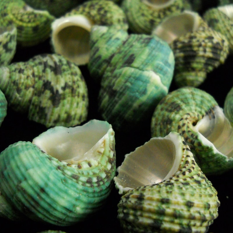 Hermit Crab Shells Spiral - Etsy