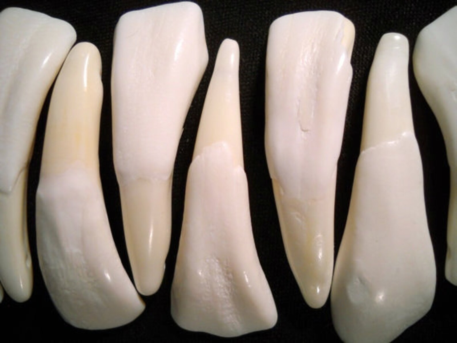 15 Real Bone Water Buffalo Teeth Taxidermy Genuine Tooth Bones Pendant ...