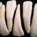 15 Real Bone Water Buffalo Teeth Taxidermy Genuine Tooth Bones - Etsy