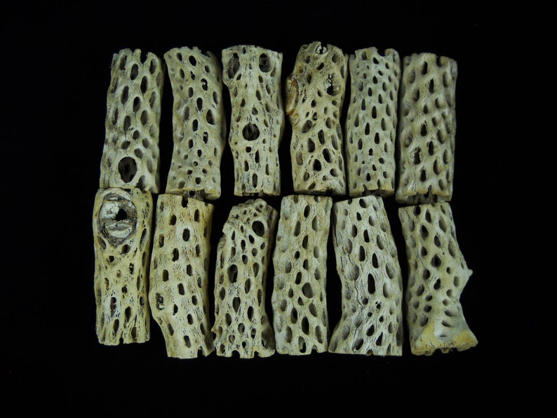 2x5 Cactus Wood Skeleton Tree Log Tree Cholla - Etsy