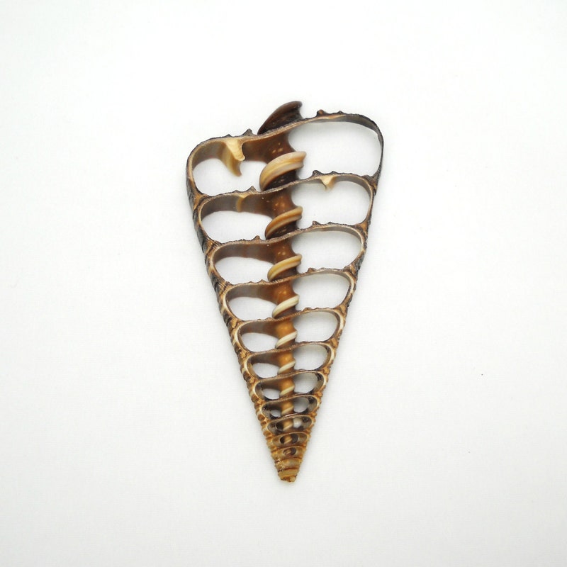Tibia Shells - Etsy