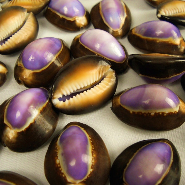 Purple Cowrie - Etsy