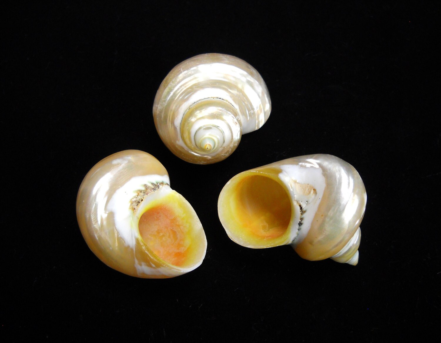 Multipack 1.752.5 Gold Mouth Turbo Shell Mouth - Etsy