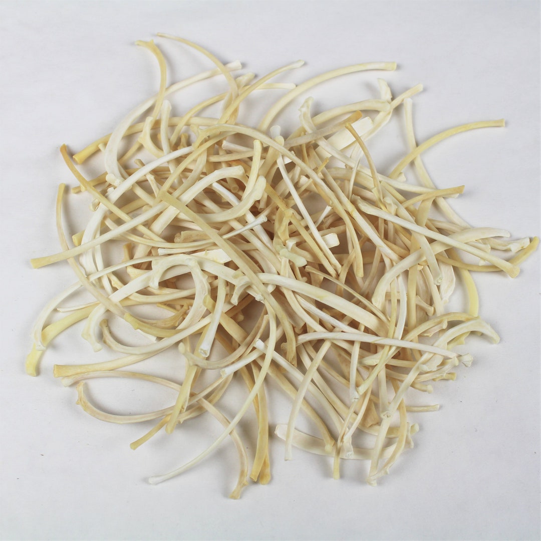 Multipack 2"-4 1/4" Fox Rib Bones Real Bone Taxidermy WHOLE Ribs - Etsy