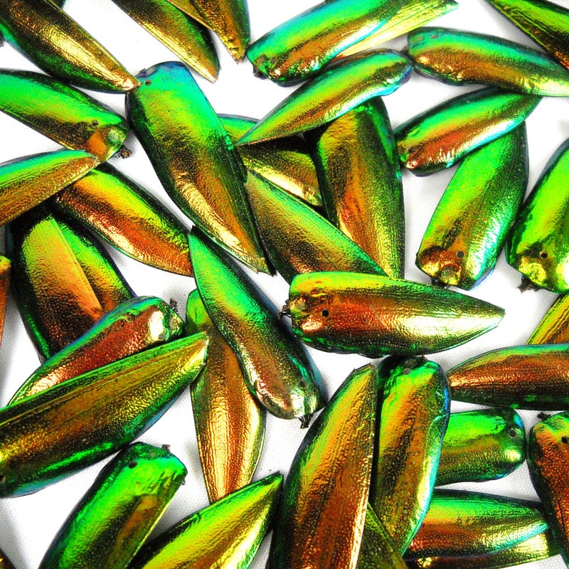 Jewel Beetle Wings - Etsy