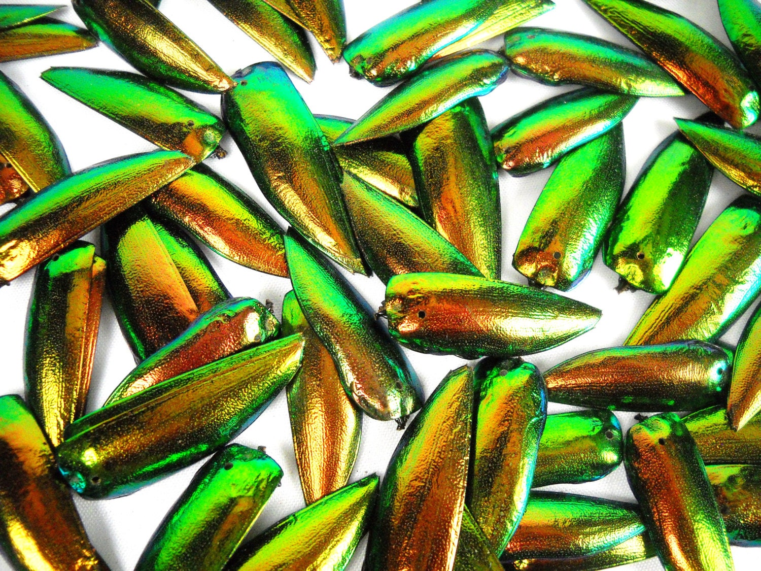 Multipack 1.25" COPPER TONE Green Elytra Beetle Wings Natural ...
